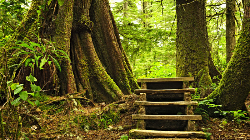 The World's 12 Most Beautiful Rainforests - MapQuest Travel