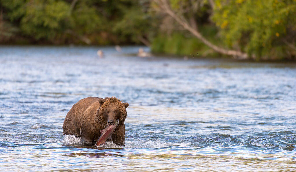 Katmai National Park and Preserve - MapQuest Travel